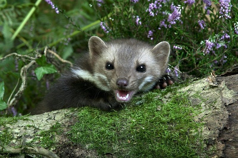 Comment tenir à bonne distance les fouines de chez soi